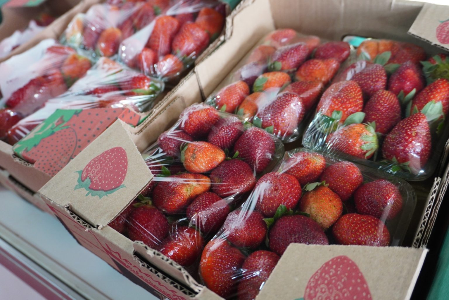 29ª edição da Festa do Morango reúne mais de 500 mil pessoas e ...